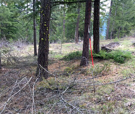 Here’s how to protect your property from wildfire - Pemco.com Blog